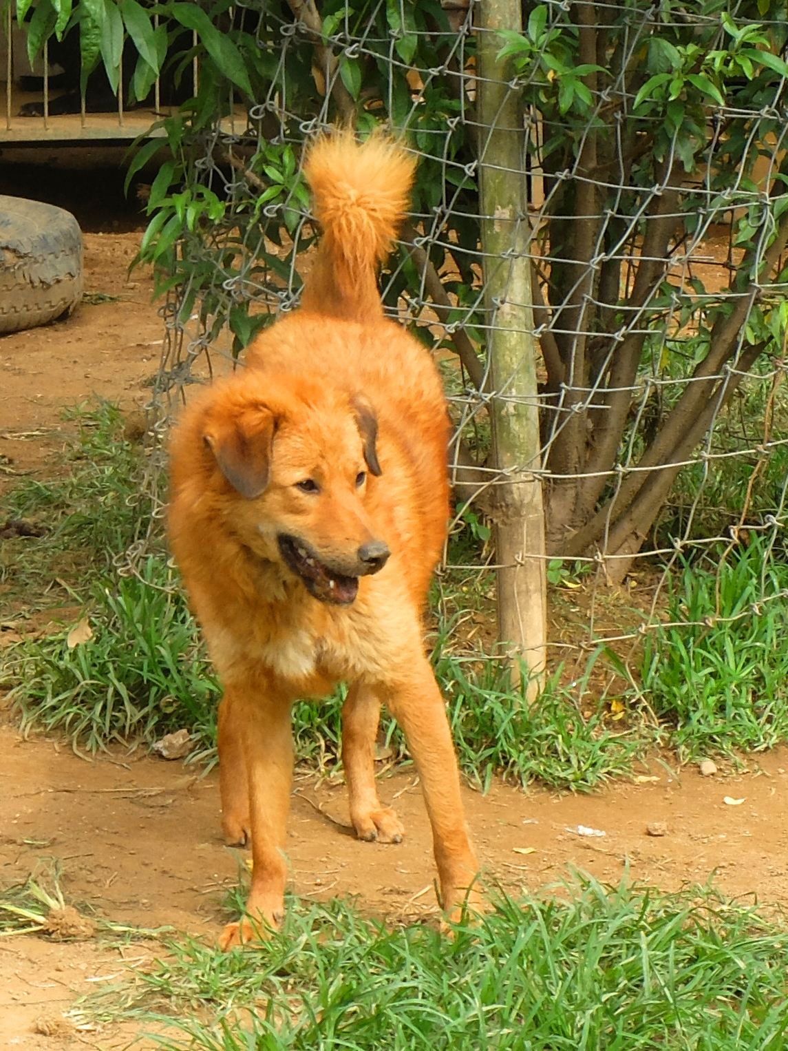 Ginger – Community Dog Welfare Centre