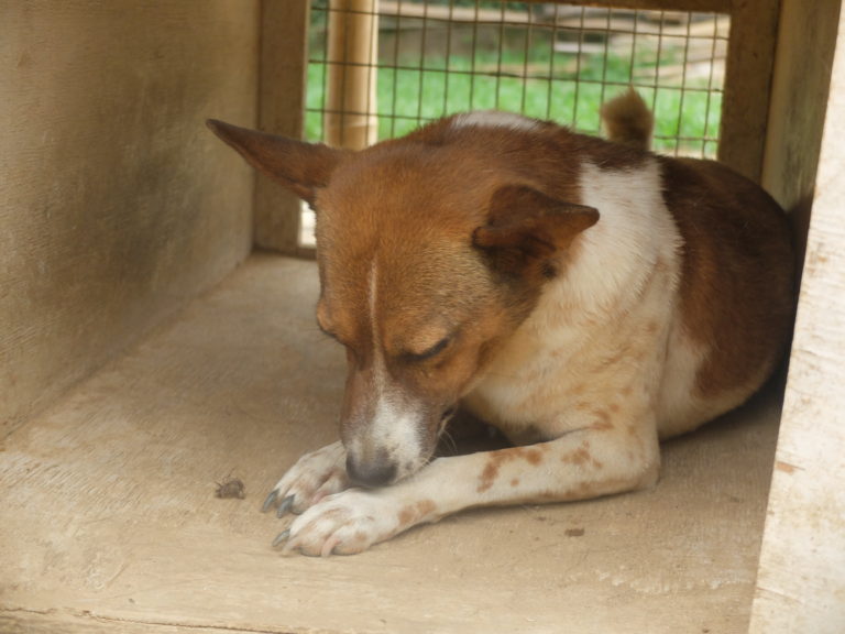 Cashew and Bachi – Community Dog Welfare Centre