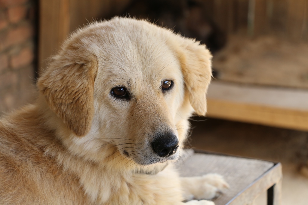 Heidi – Community Dog Welfare Centre