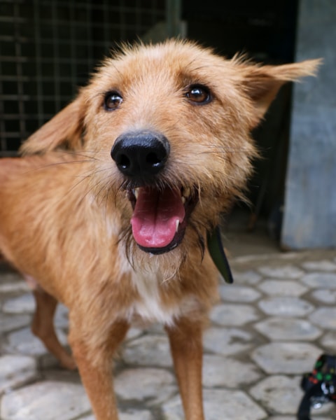 Rufus 2 Community Dog Welfare Centre Nepal – Community Dog Welfare Centre