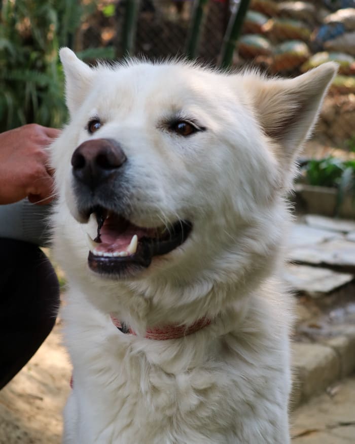Dogs For Adoption – Community Dog Welfare Centre